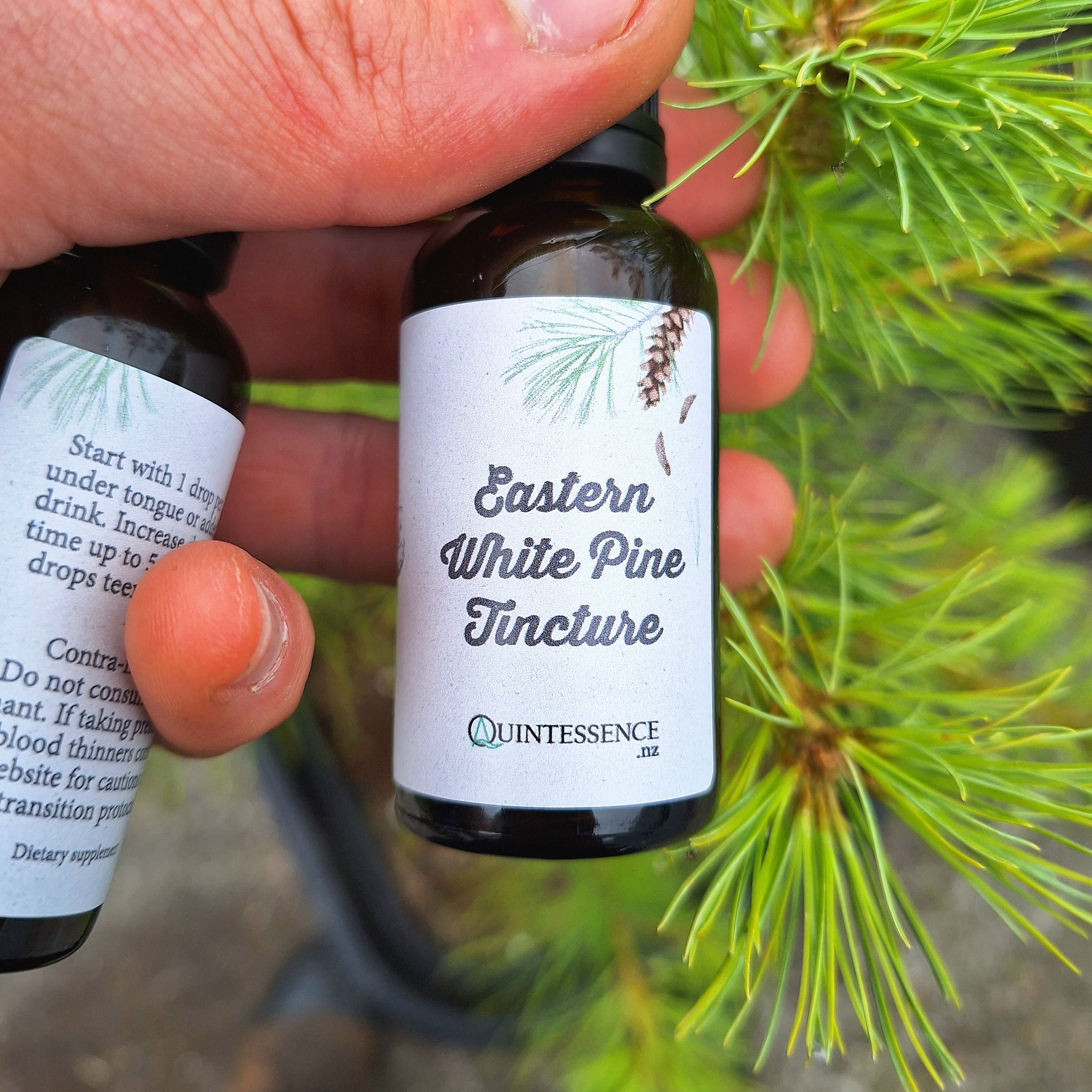 Eastern White Pine Tincture (Honey Free) 30ml – Quintessence